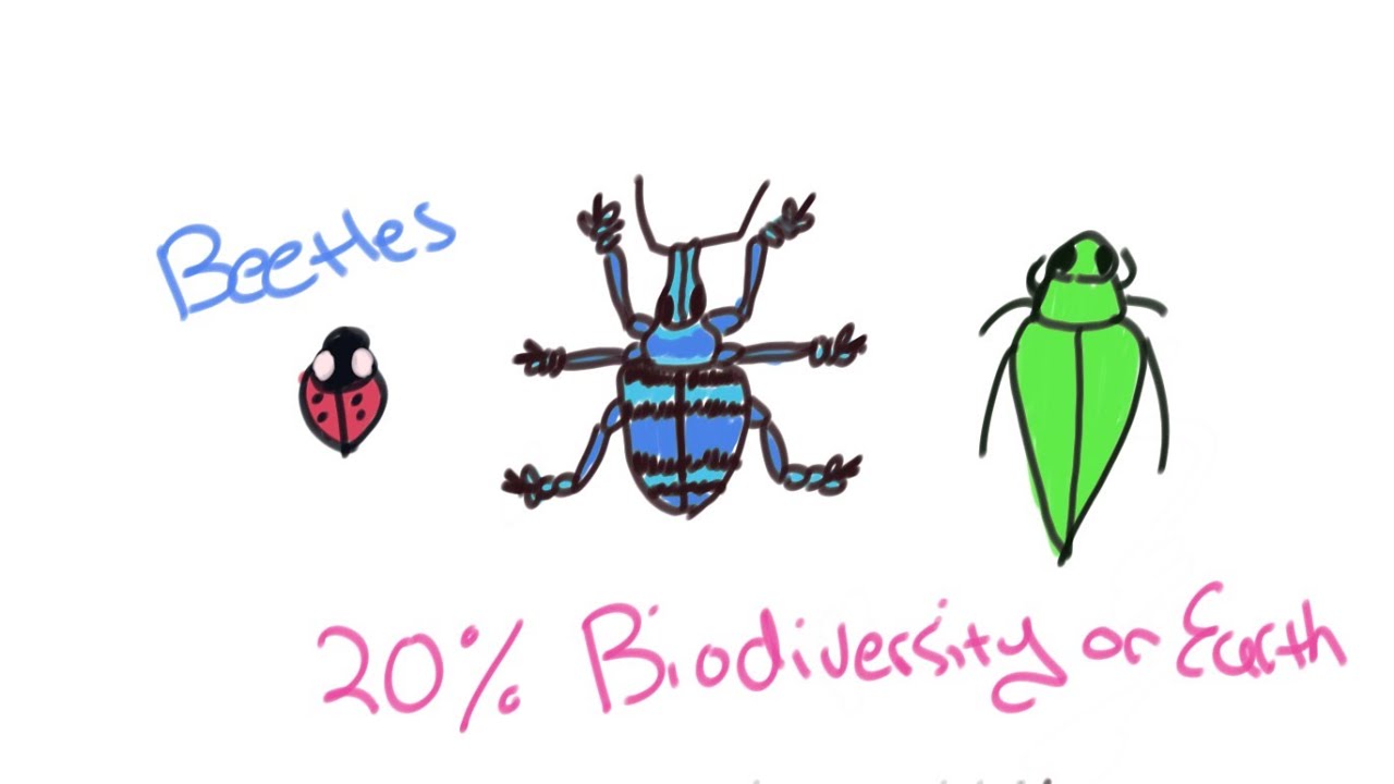 BugBits Intro - YouTube