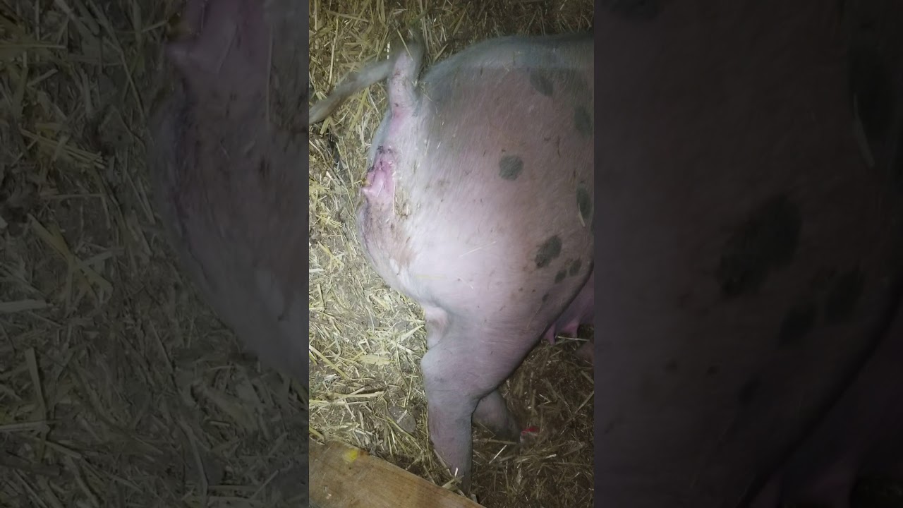 Piglets being born to our momma pig - YouTube