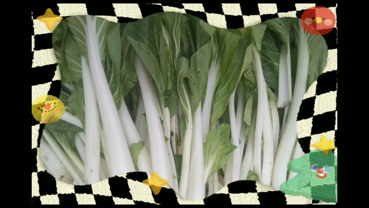 my pechay project - YouTube