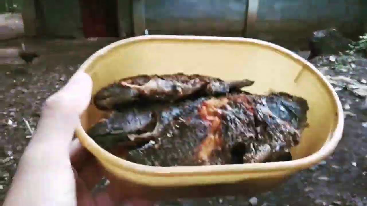 Feeding Basilan Chicken part 2. - YouTube