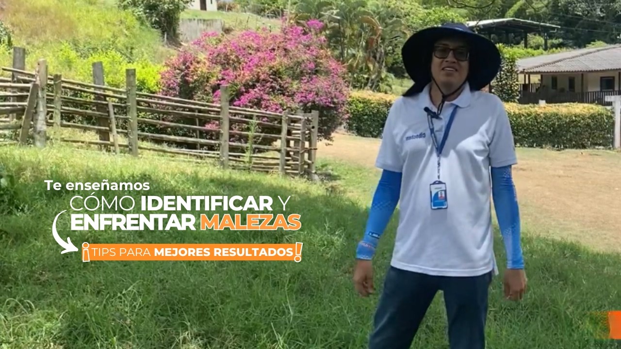 Cómo identificar diferentes tipos de malezas en #potreros. - YouTube