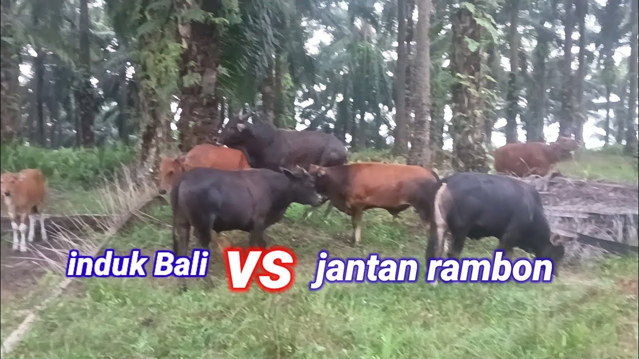 induk sapi Bali vs rambon - YouTube