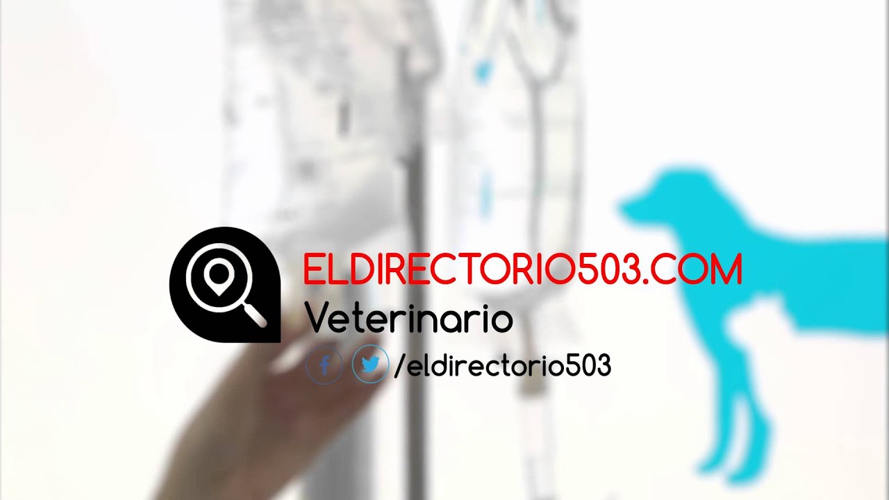 EL DIRECTORIO 503 VETERINARIO - YouTube