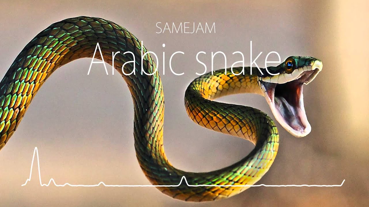 Samejam - Arabic Snake - YouTube
