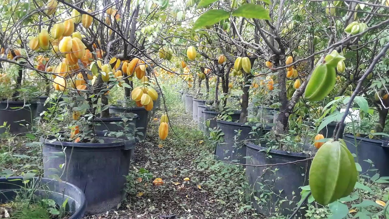 ÁRBOLES DE CARAMBOLA Y SU FRUTA. - YouTube