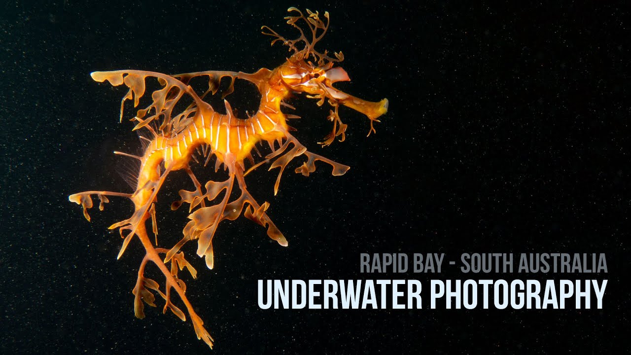 Diving Rapid bay Jetty - Giant Cuttlefish & Leafy Sea Dragons ...