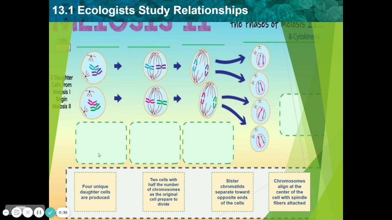 Meiosis Drag & Drop Notes - for handout - instructions - YouTube
