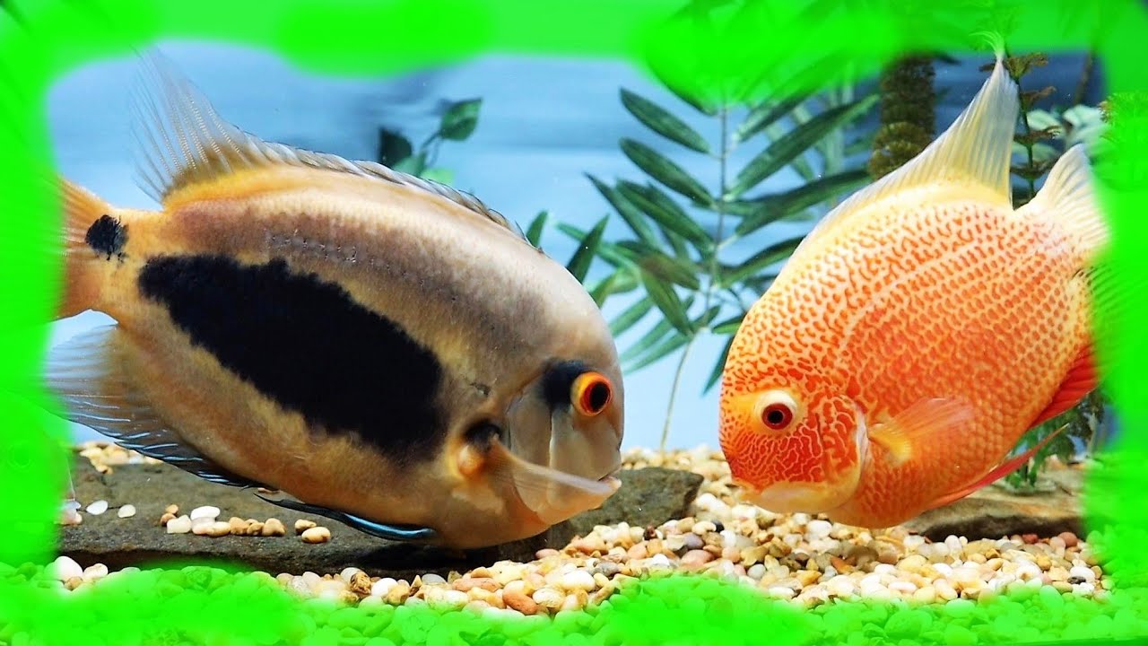 Omega One Fish Food They love it! - YouTube