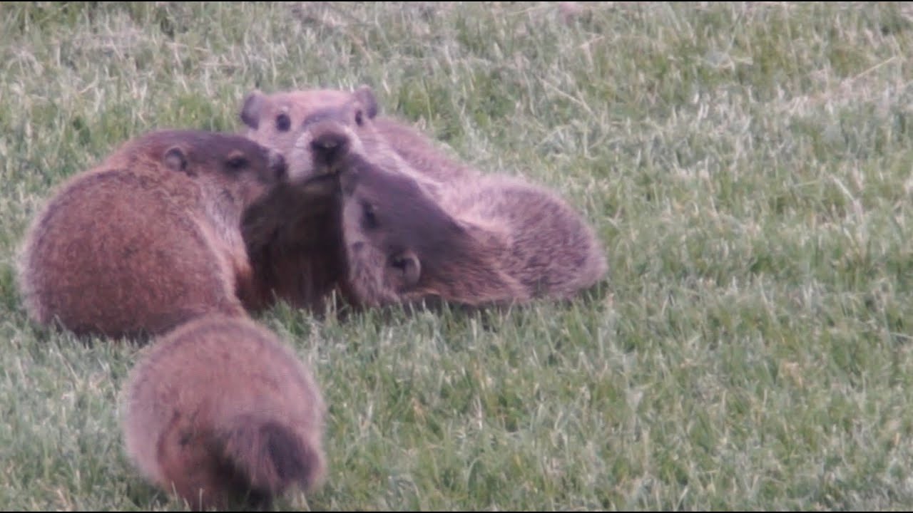 Groundhog Babies, 6/4/2020 (HD) - YouTube