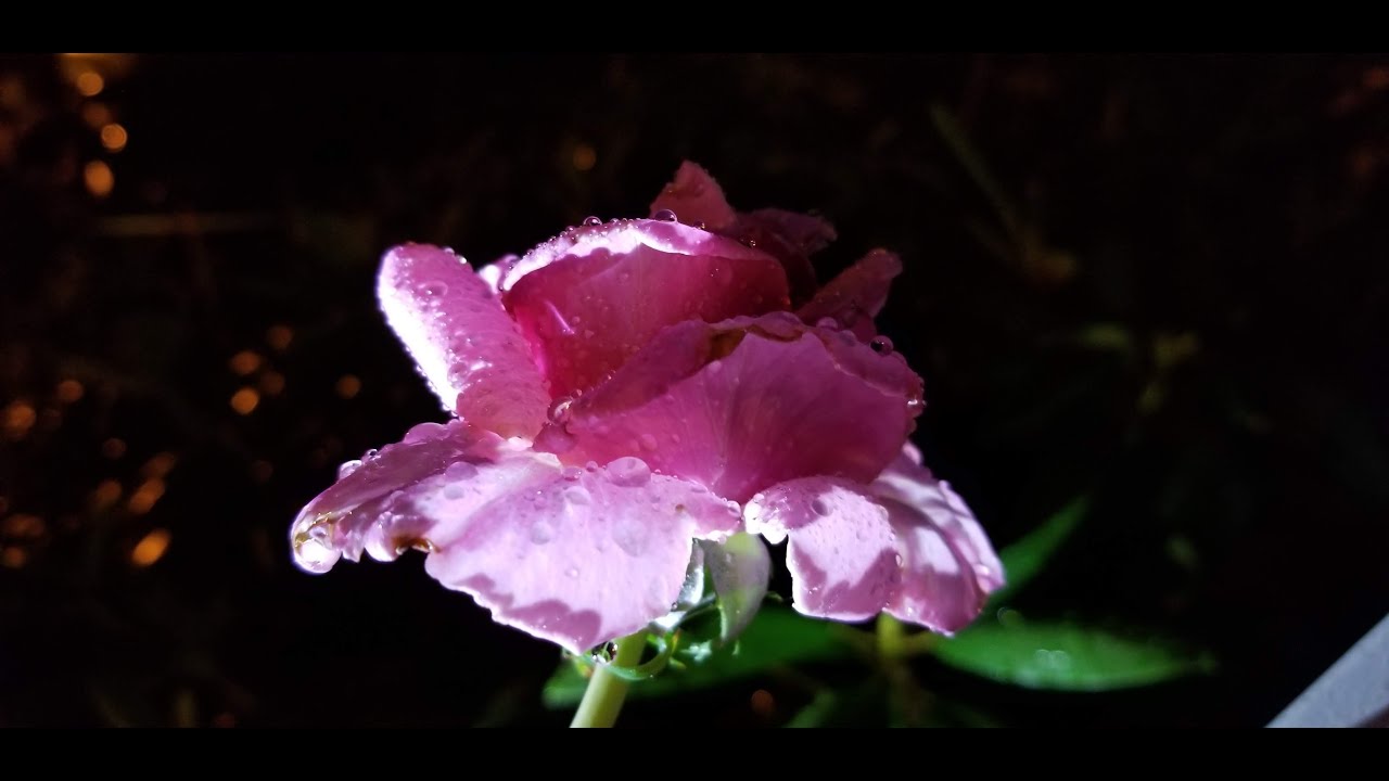 Rose Blooming Time Lapse | Beauty and the Beast | 玫瑰的一生 - YouTube