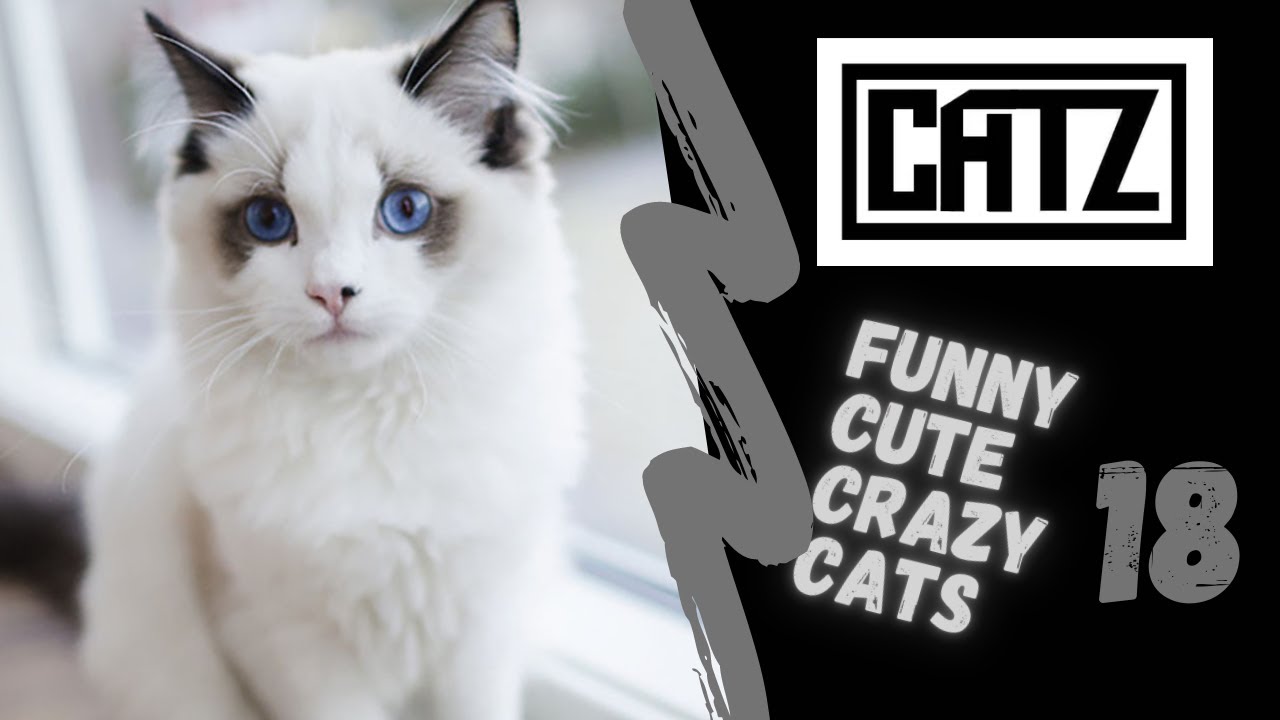 Funniest cutest and craziest cats Compilation 2021 #18 - YouTube