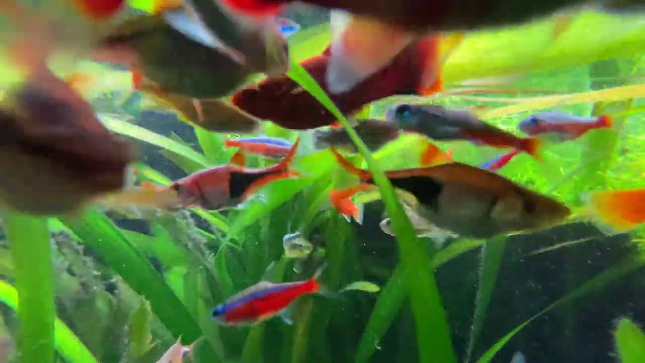 View Aquarium Inside - VIEW an aquarium as You are the fish ! - YouTube