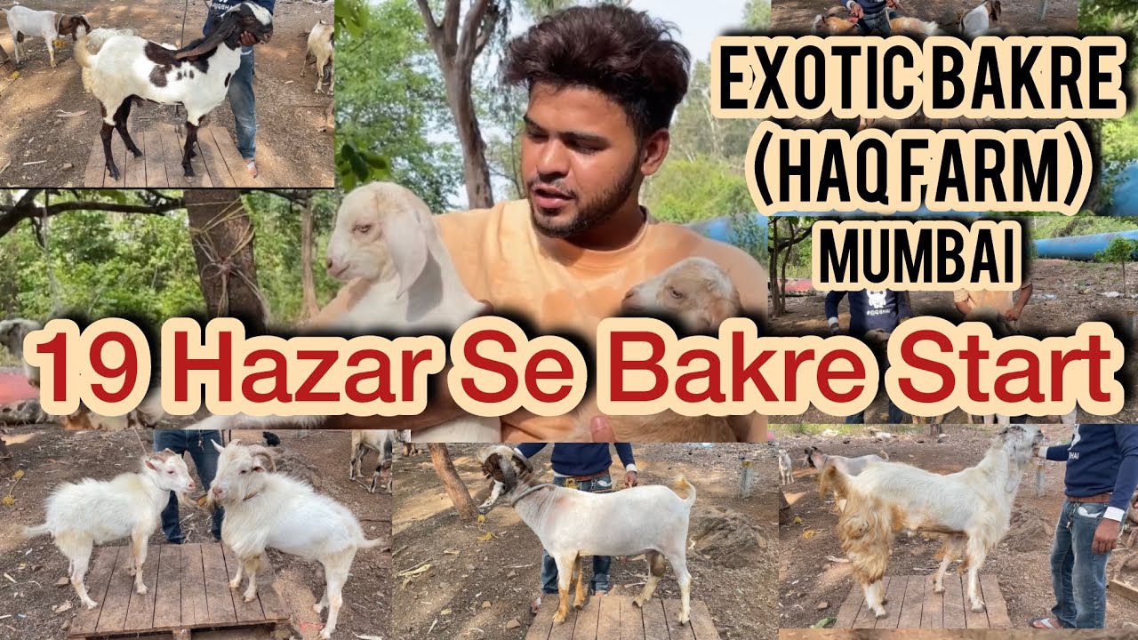 19 Hazar Se Bakre Start | Exotic Bakre | Haq Farm Mumbai | Bore | Sojat ...