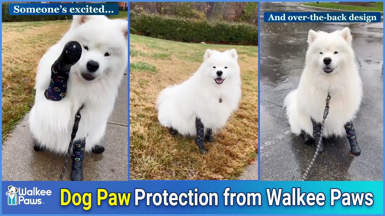 Big Fluffy White Dog Paw Protection from Walkee Paws | Dog paw ...