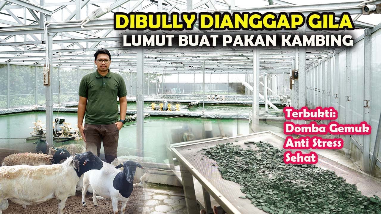 DI BULLY DIANGGAP GILA,LUMUT BUAT BAHAN PAKAN KAMBING TANPA ANGON DAN ...