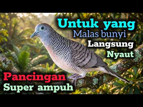 Pancingan suara perkutut lokal gacor