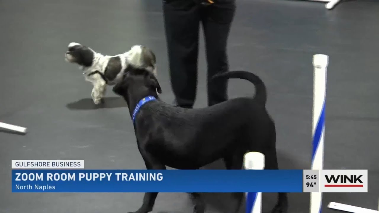 Zoom Room dog obedience, agility classroom opens in North Naples - YouTube