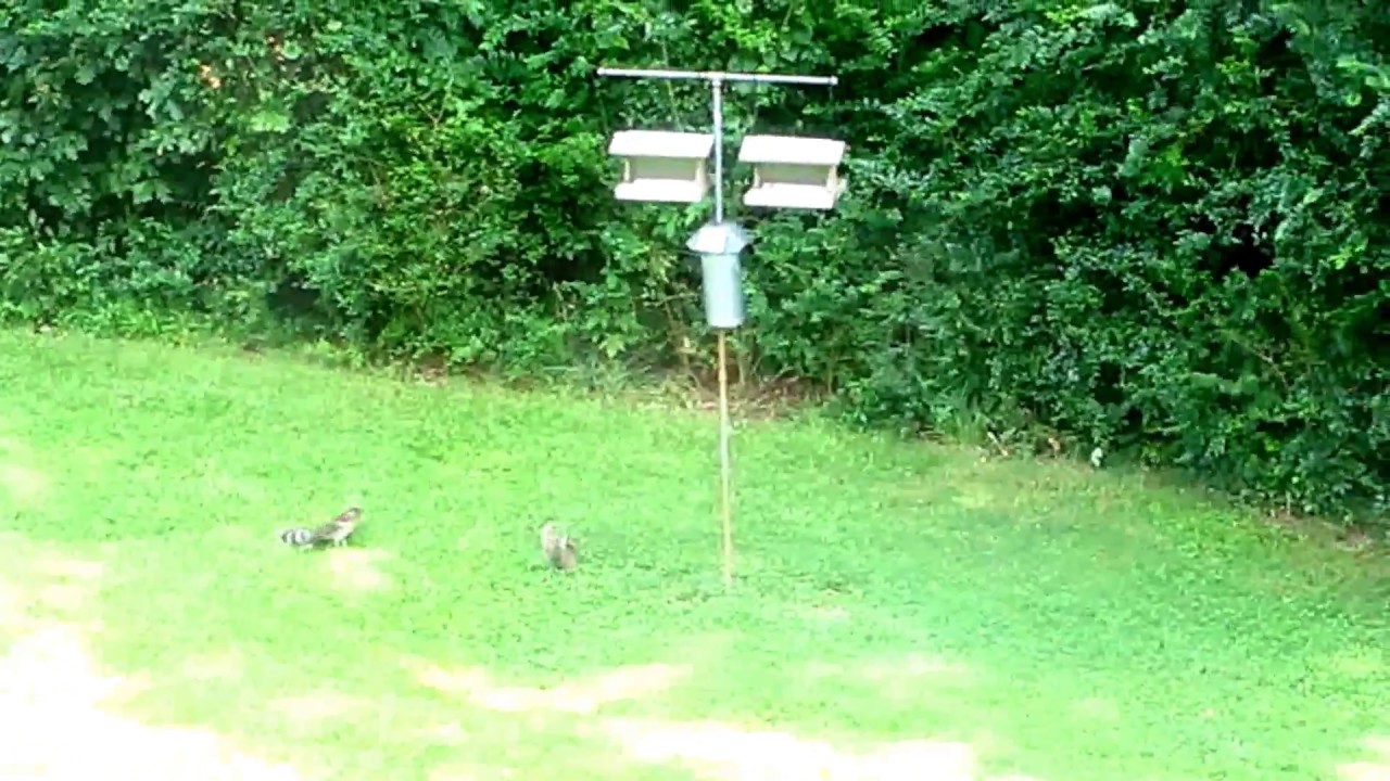 Hawk Attacking A Squirrel - YouTube