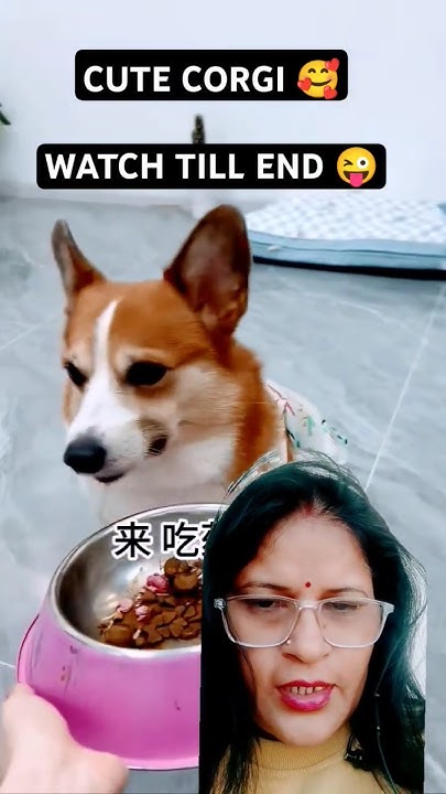 Cute corgi eats silently 😍 ️#funny #pets #doglover #shorts#dog#fypシ゚#birds #corgi#memes# ...