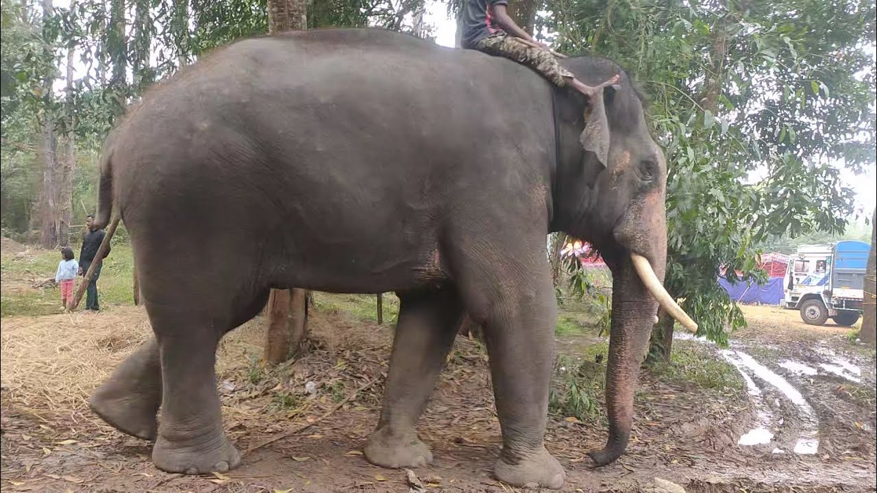 bhima elephant mysore | bheema elephant mysore dasara | abhimanyu ...