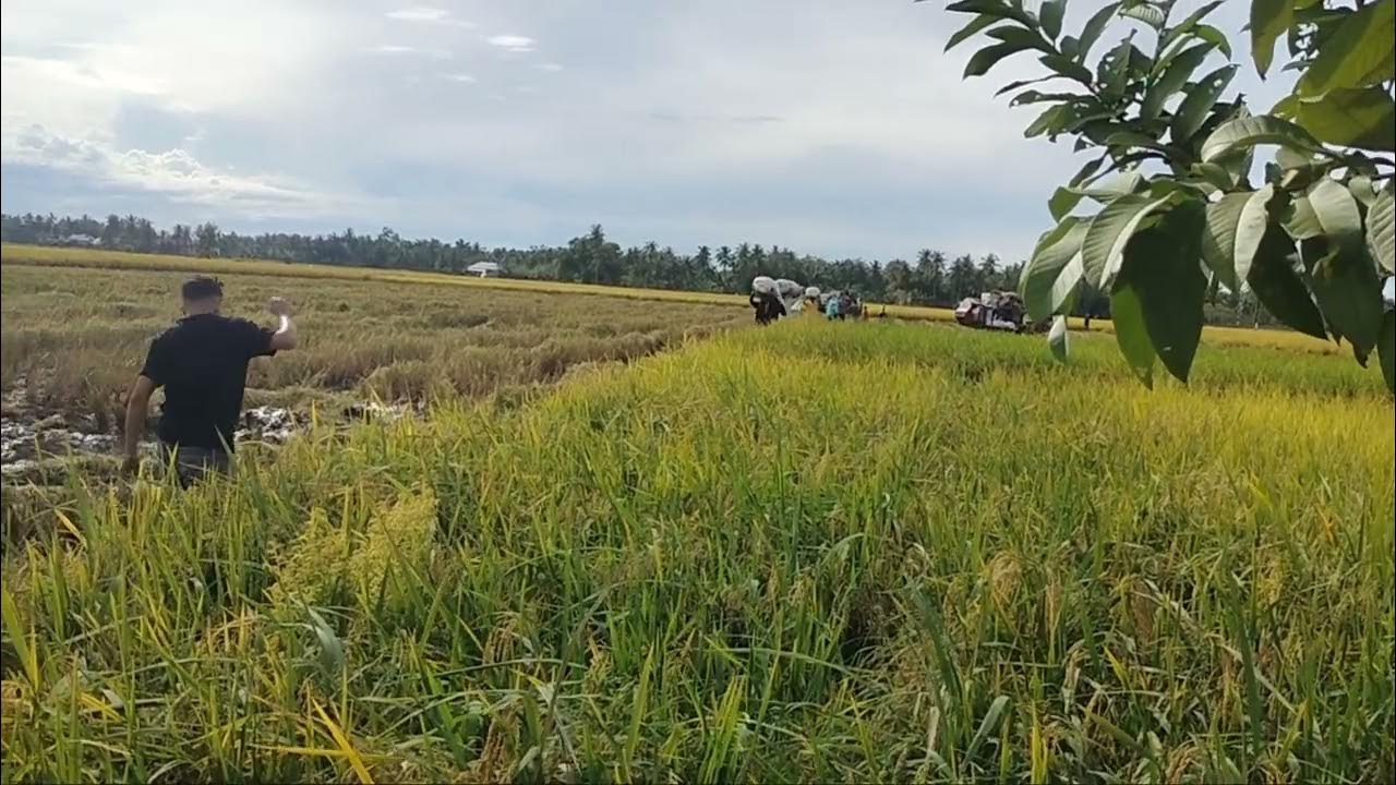 Petani Panen Padi hasil melimpah - YouTube
