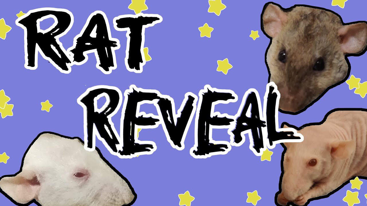 RAT STREAM (Twitch Highlight) - YouTube