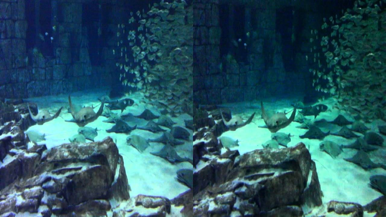 3d Video of Stingray Aquarium at Seaworld - YouTube