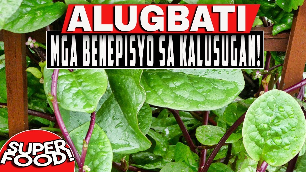 ALUGBATI: Mga Benepisyo sa Kalusugan. Superfoods! - YouTube