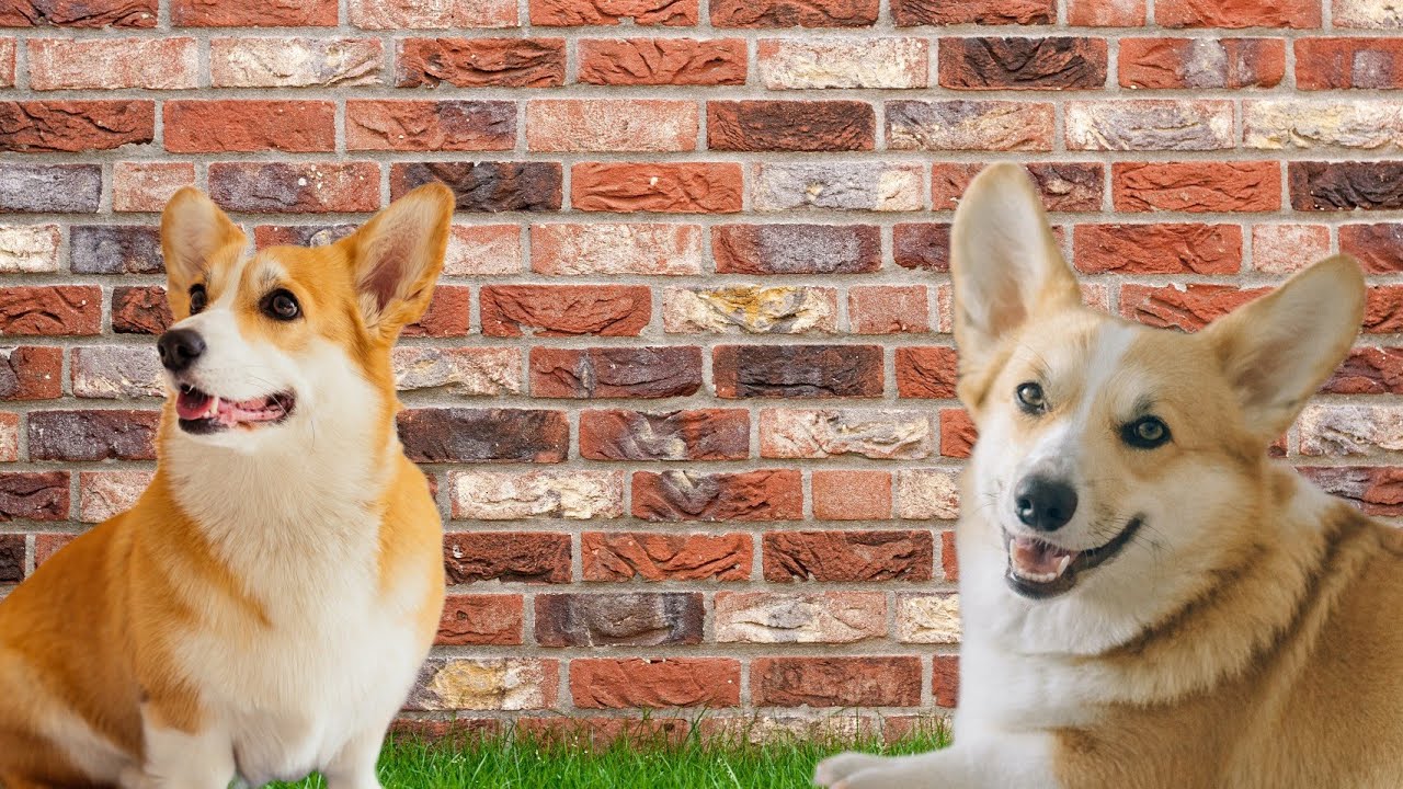 "Corgi Craze: Why the Welsh Corgi has Won Hearts of Celebrities and Dog ...
