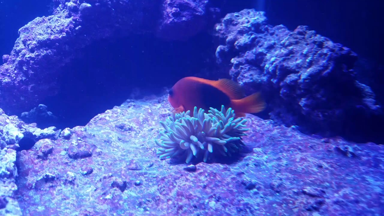 Fire Clownfish Hosting Anemone - YouTube