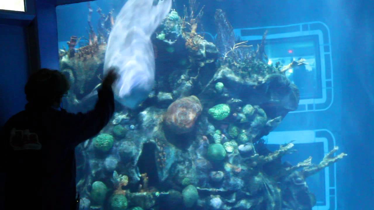 Epcot Dolphin Show - YouTube