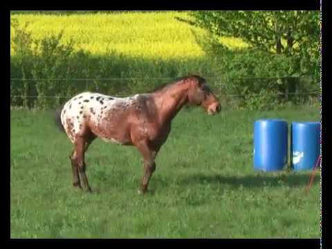inspirational horse human relationship at liberty