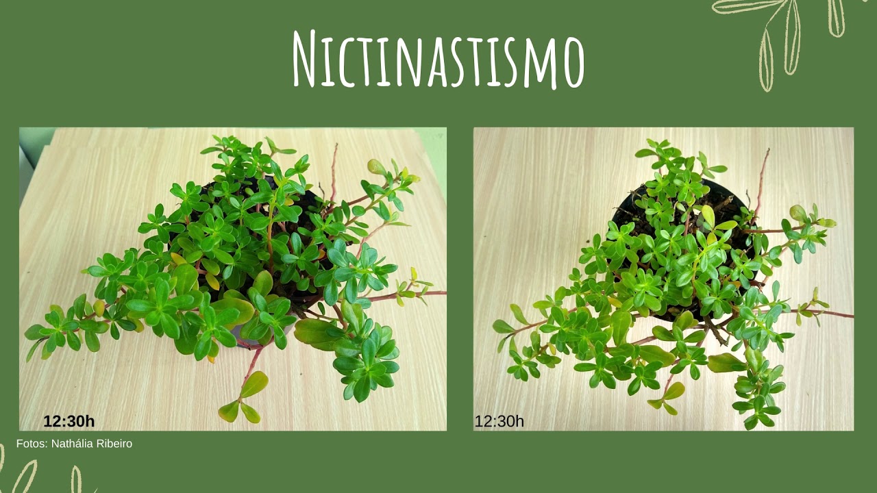 O MOVIMENTO EM PLANTAS: UM EXPERIMENTO DE NICTINASTISMO - Fisiologia ...