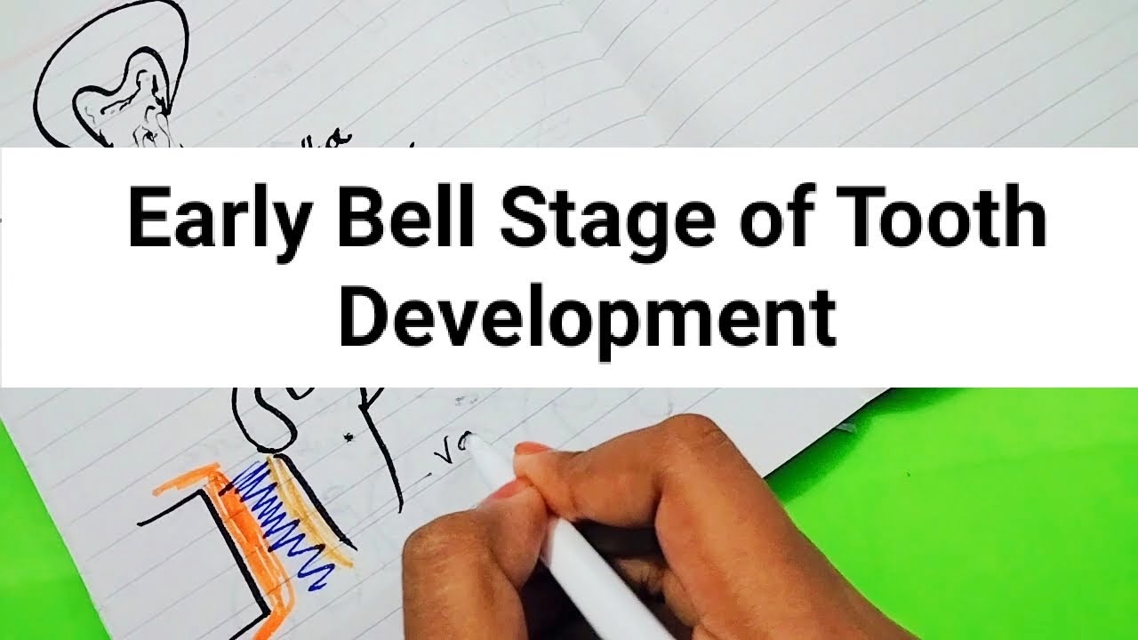 Early Bell stage of Tooth Development #early_tooth_development - YouTube