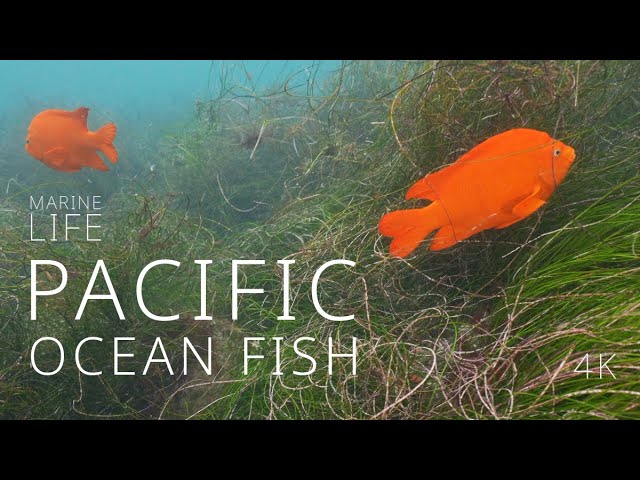 Pacific Ocean Fish