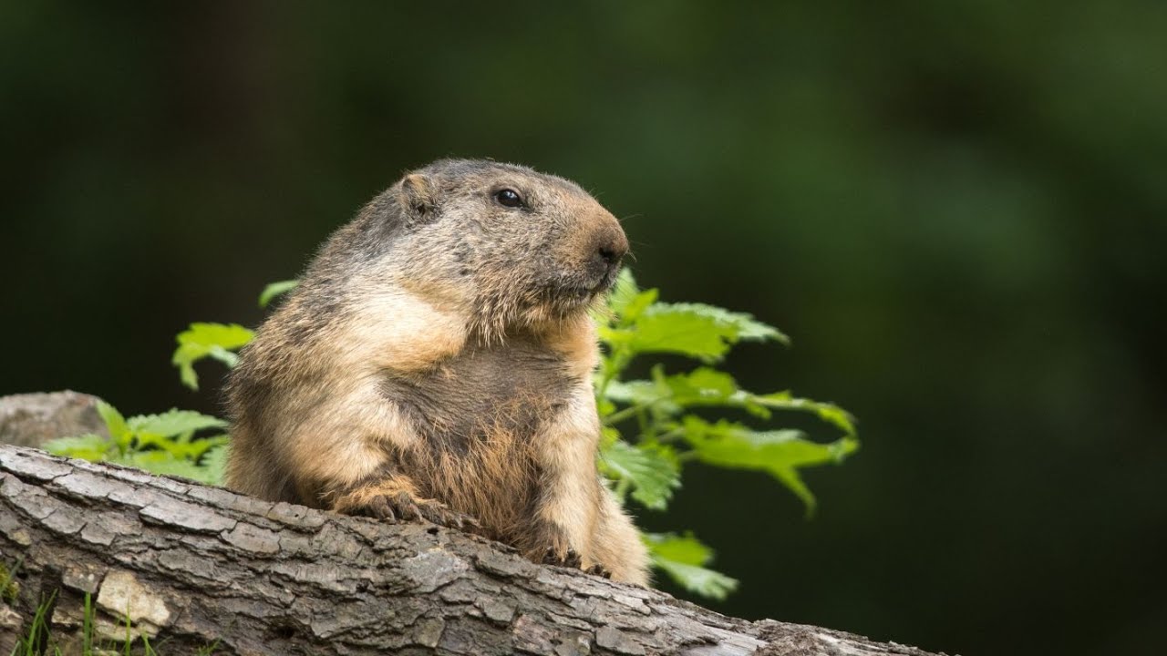 Hibernation marmottes ~ Winterslaap marmotten - YouTube