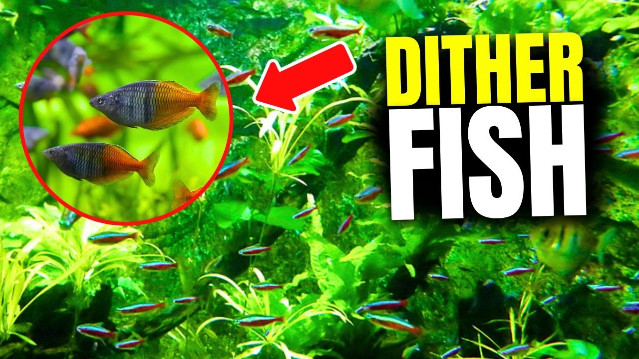 These are the 12 BEST Dither Fish (For All Aquariums) - YouTube
