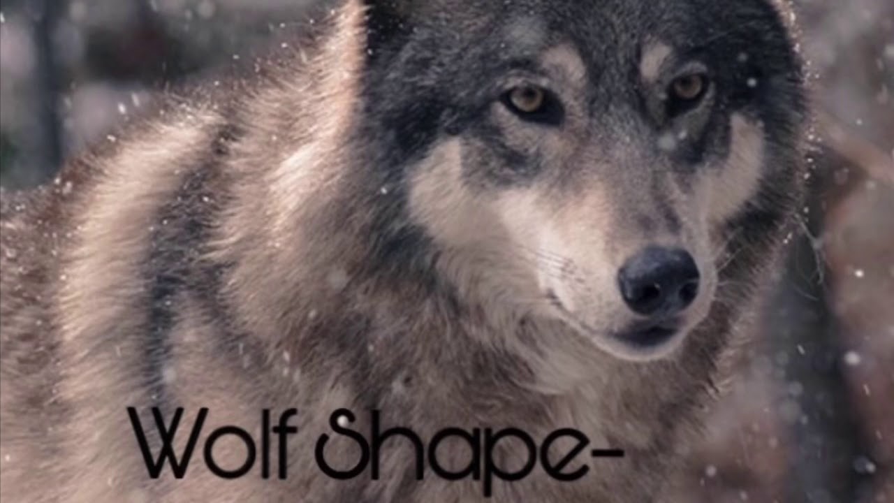 Shape-shift into a Wolf ~Subliminal~ 💜Read Description💙 - YouTube