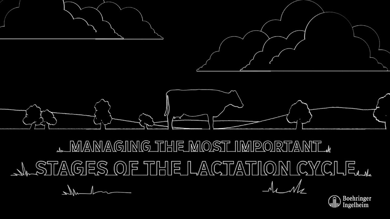 Managing the most important stages of the lactation cycle - YouTube