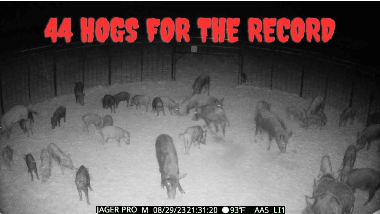 UNBELIEVABLE!!! NEW PB RECORD OF WILD HOGS TRAPPED WITH MUDDYFEET ...
