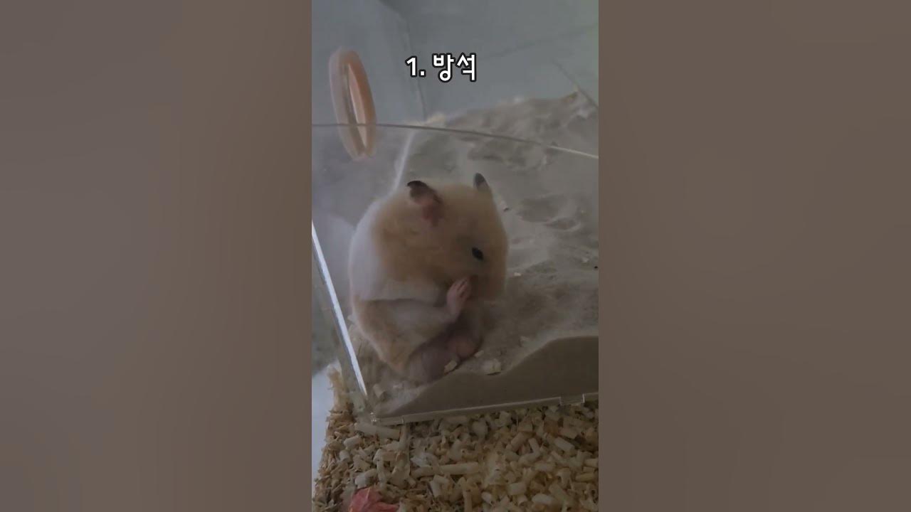 햄스터 부라리의 용도 햄스터 햄스터키우기 햄스터먹방 Hamsters Youtube