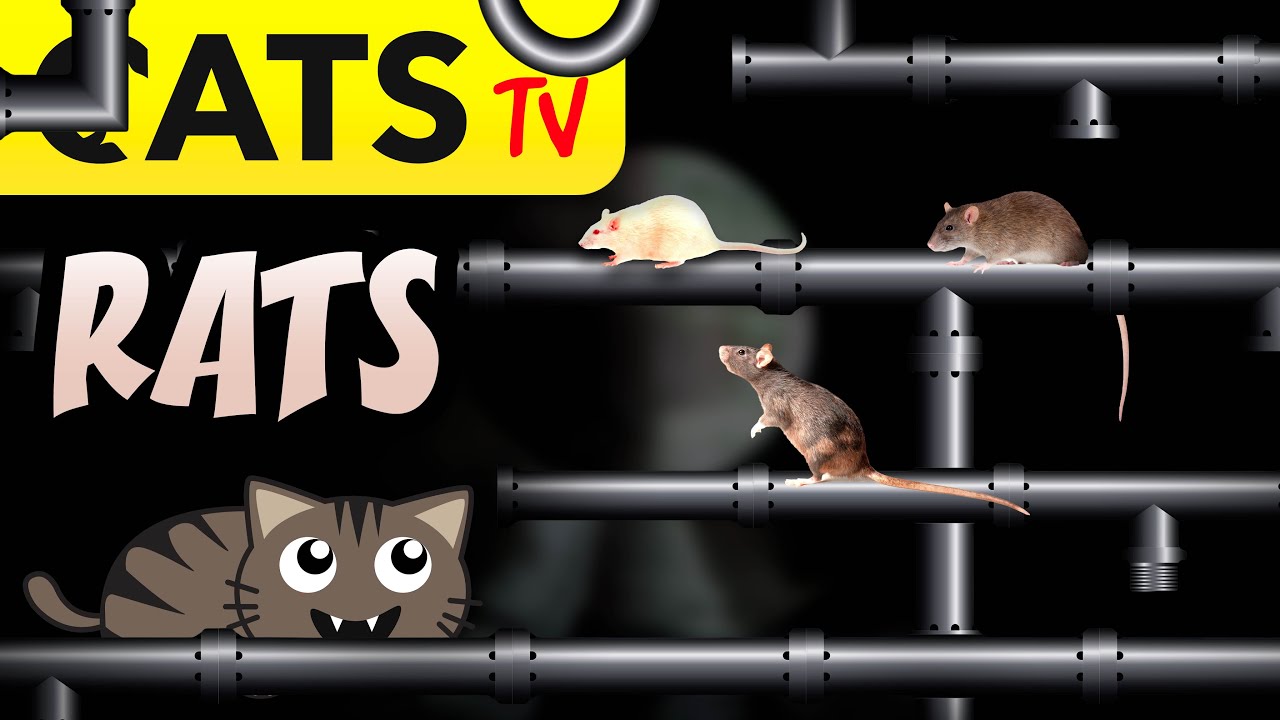 CATS TV 😻 Sewer RATS Chasing 🐀 Best game for cats 🔊 3D Sound (FOR TV 📺 ...