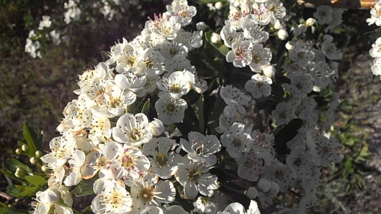 MAJUELO en Flor: Crataegus monogyna (www.riomoros.com) - YouTube