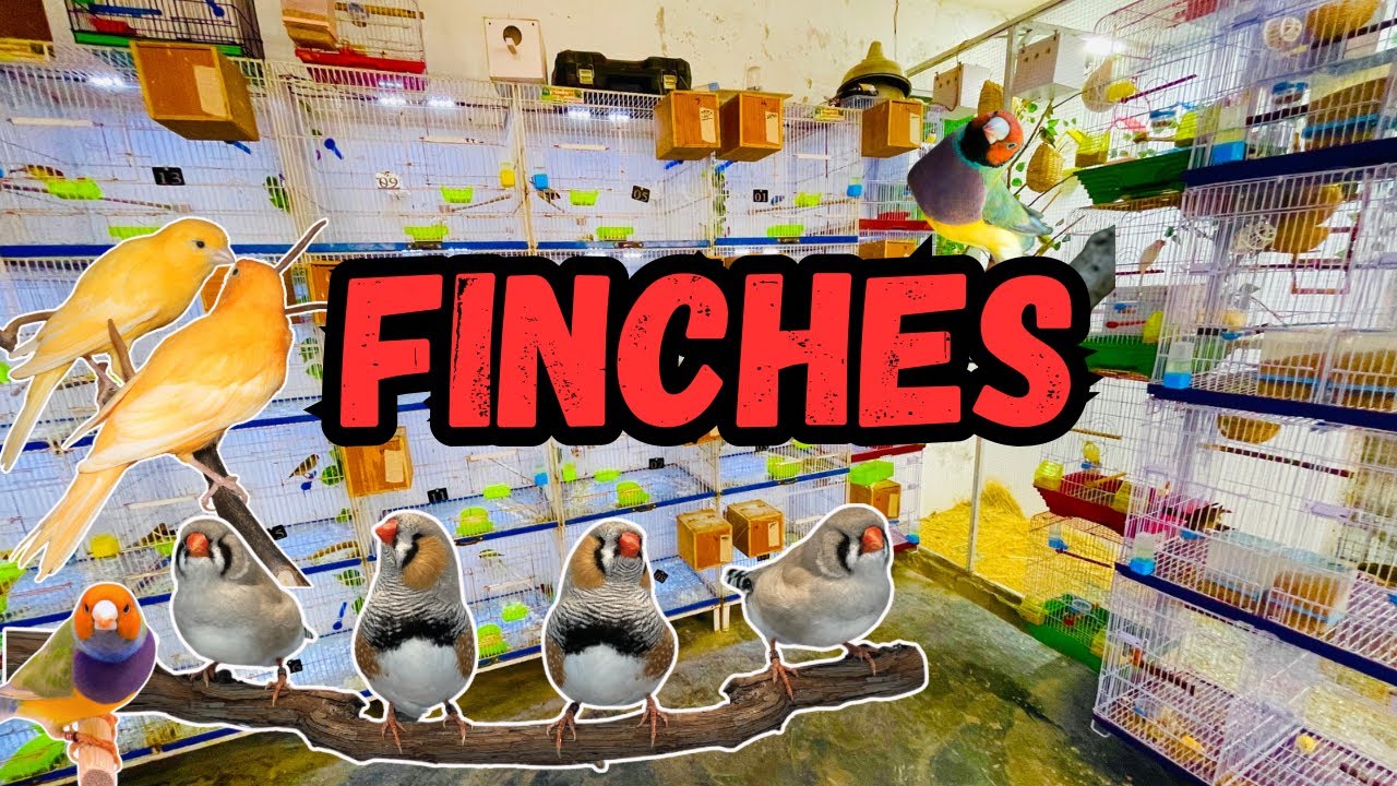 Exotic finches breeding setup || Gouldian finch colony || - YouTube