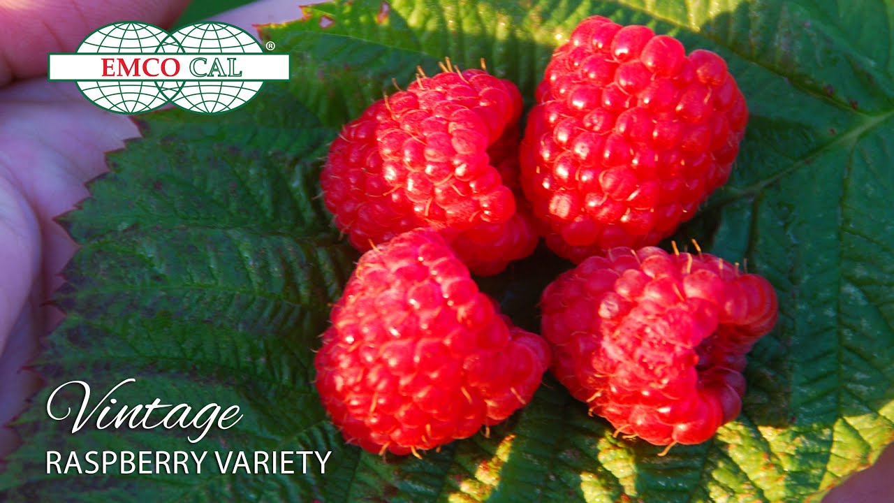 EMCO CAL - Vintage Raspberry Variety - YouTube