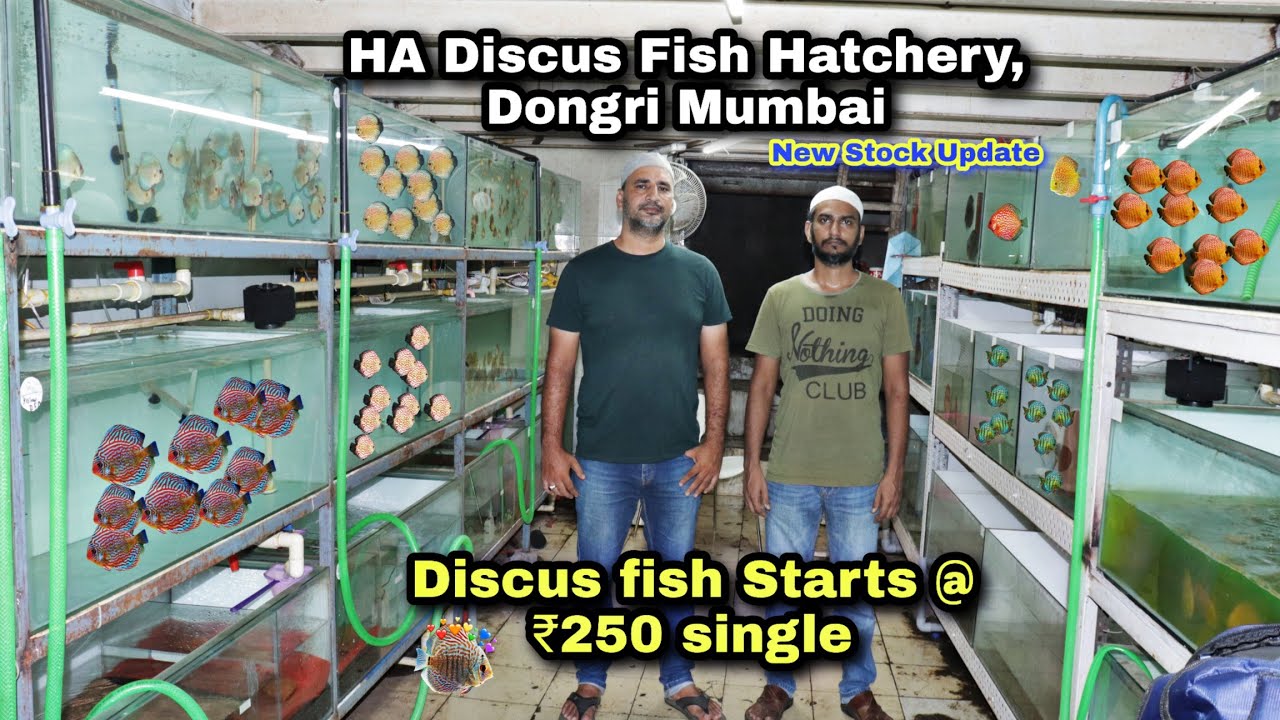 HA Discus Fish Hatchery Visit - New Stock Update - YouTube