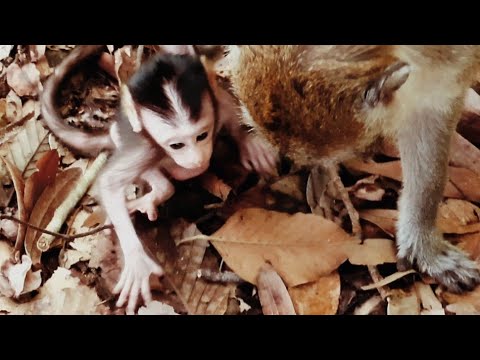 BABY MONKEY ( NEW) P25 The monkey is running very fast - YouTube