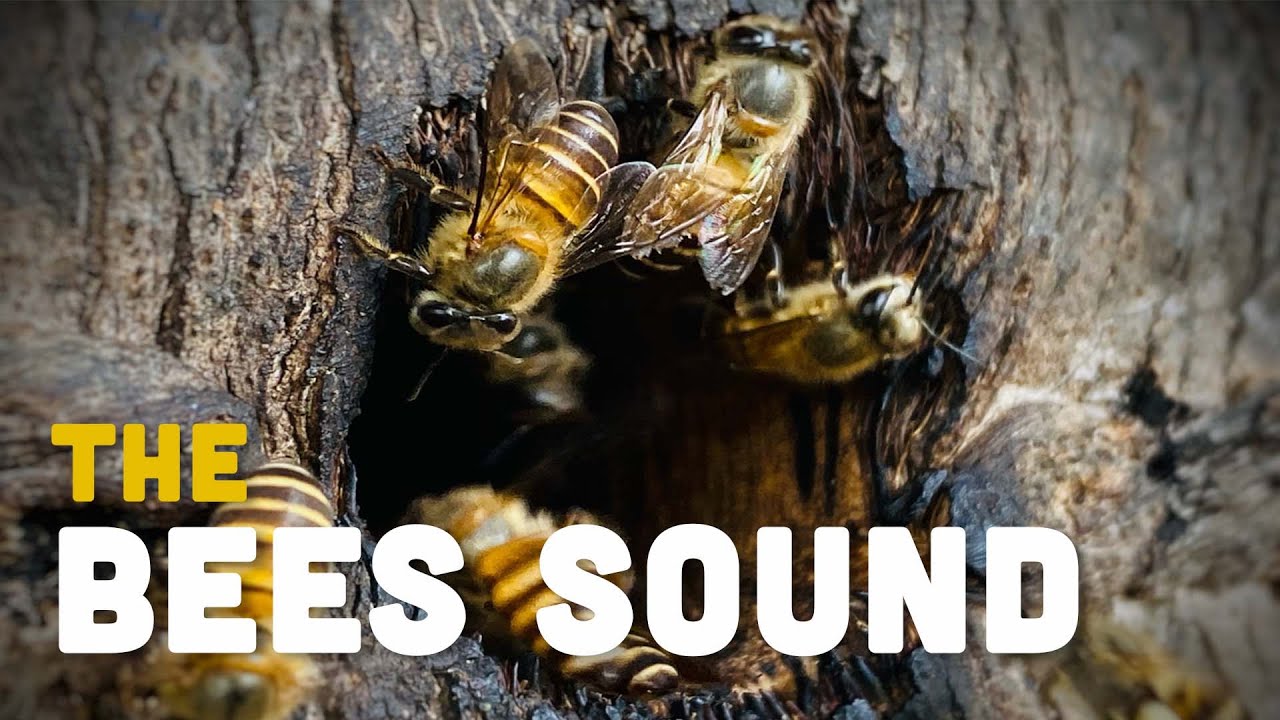 Relaxing bees sound - Bees buzzing (เสียงผึ้งโพรง) - YouTube