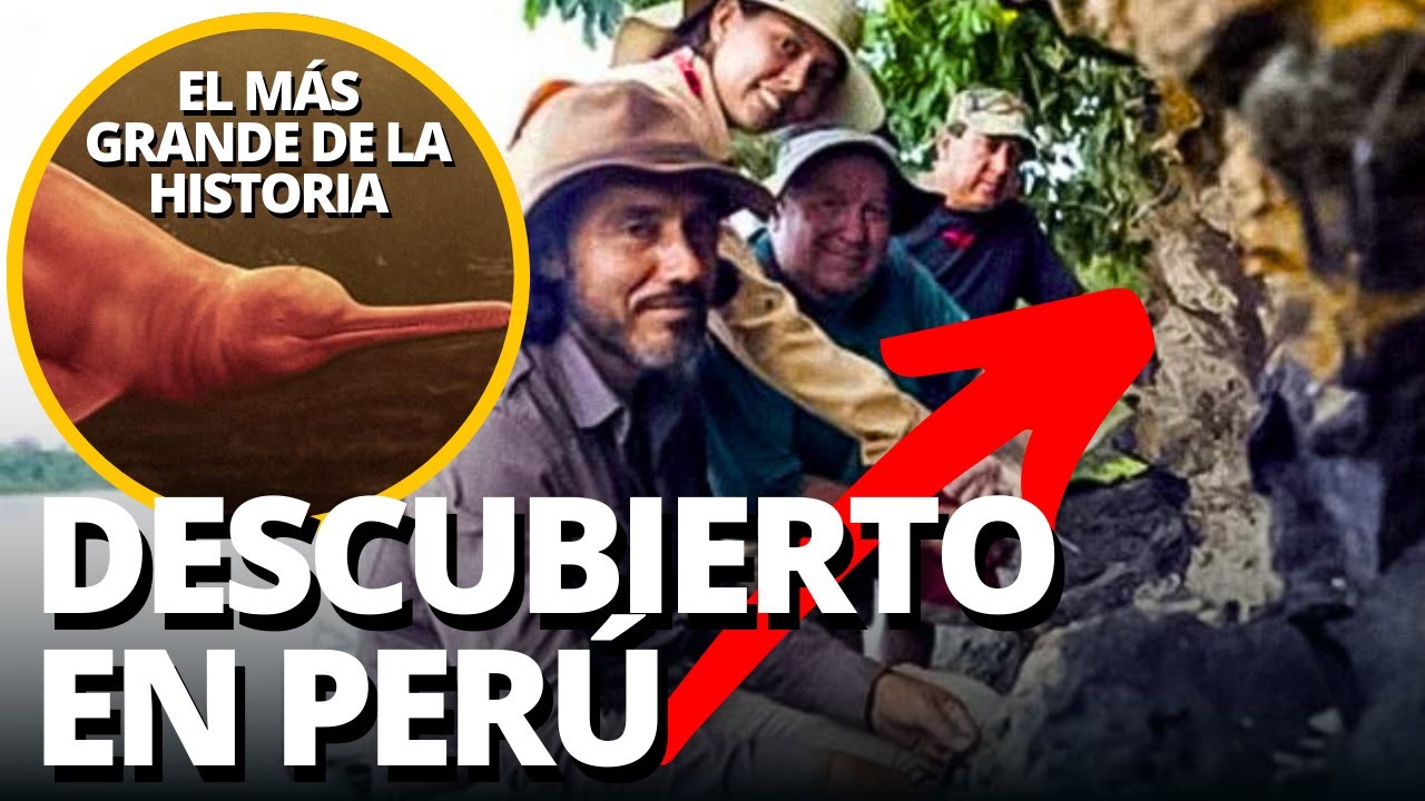 LATINA EN VIVO: El delfín de río más grande de la historia fue ...