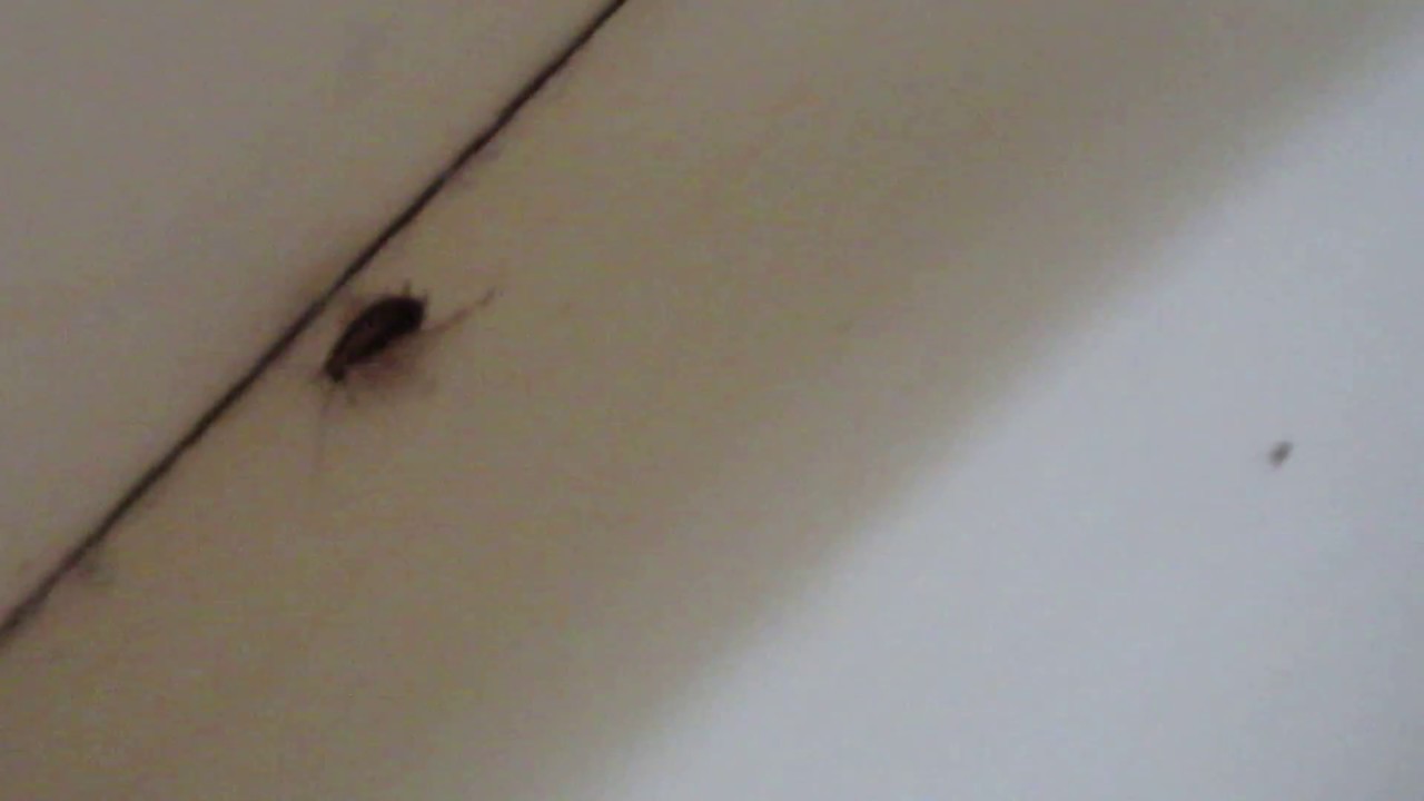 Elävä torakka - a living cockroach - YouTube